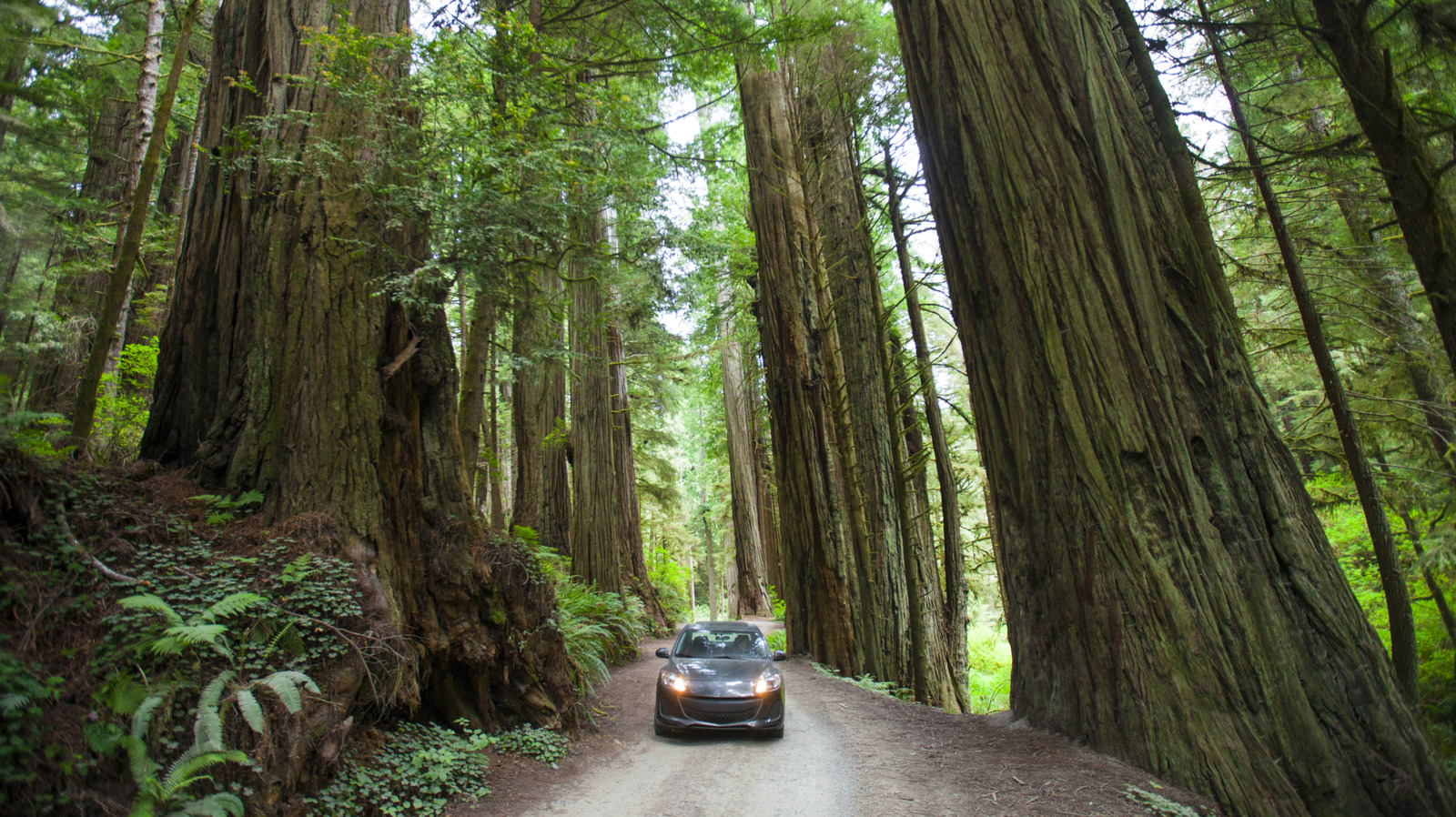 One Of The World's Best Redwood Drives Is An Underrated California Road ...