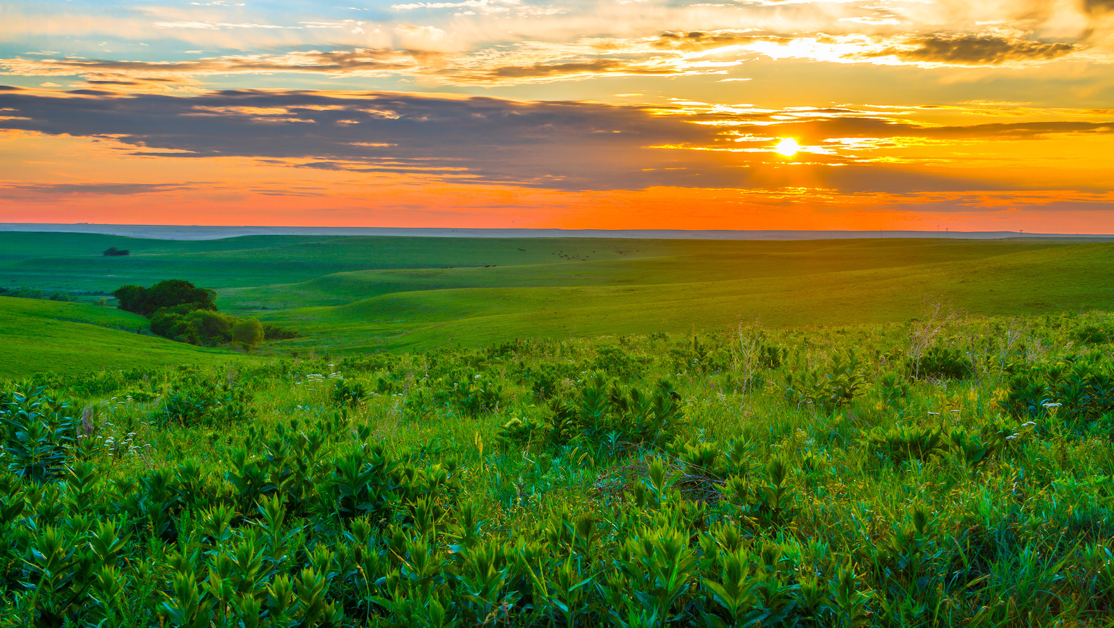 One Of The World's Last Remaining Tallgrass Prairies Is A Rare ...