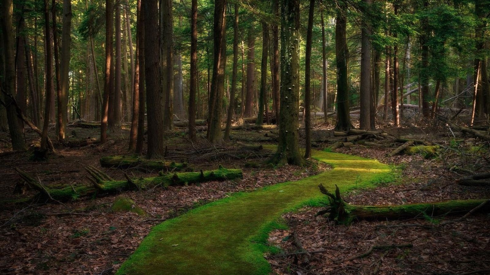 Pennsylvania's Most Magical Trail Is A Short, Forested Fairytale Path ...