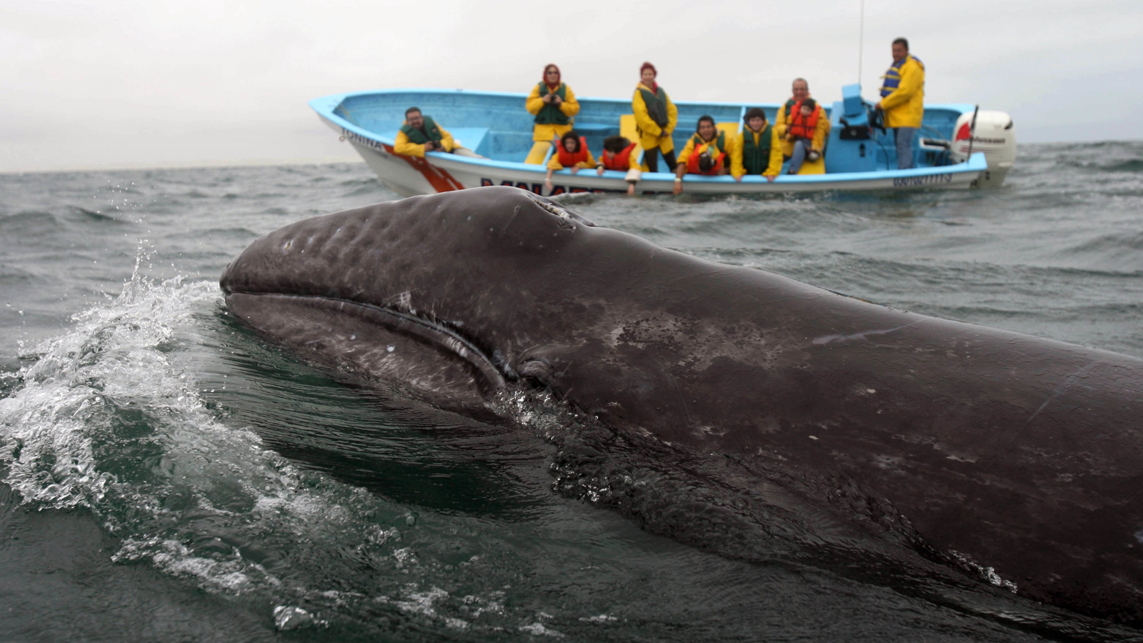 Playful Gray Whales Swim Right Up To Tourist Boats At Latin America's ...