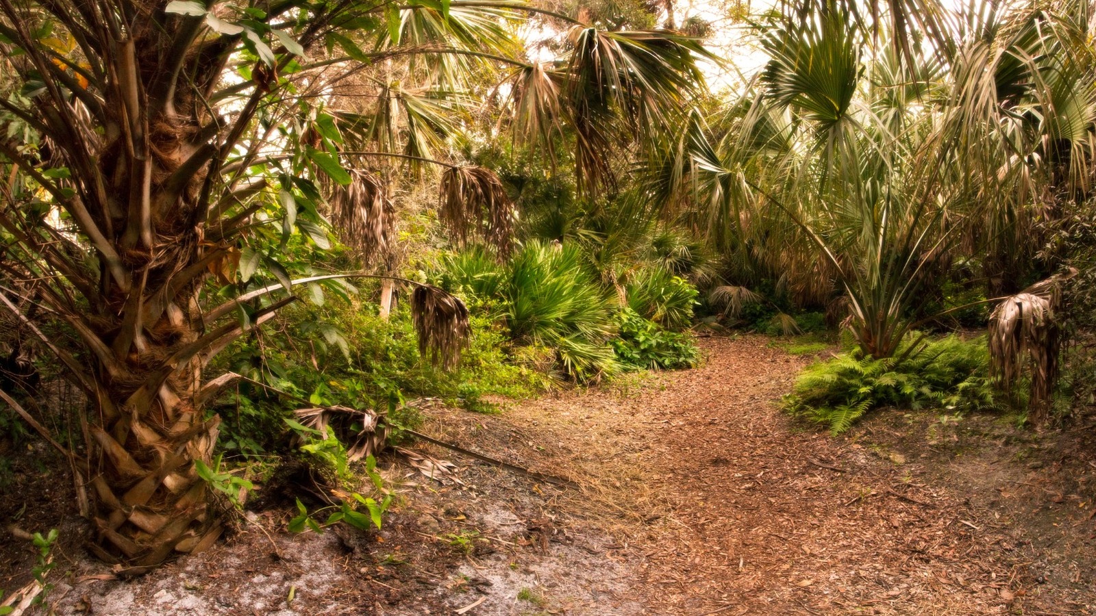 Playful Primates Swing Freely In A Lush Tropical Paradise At This ...