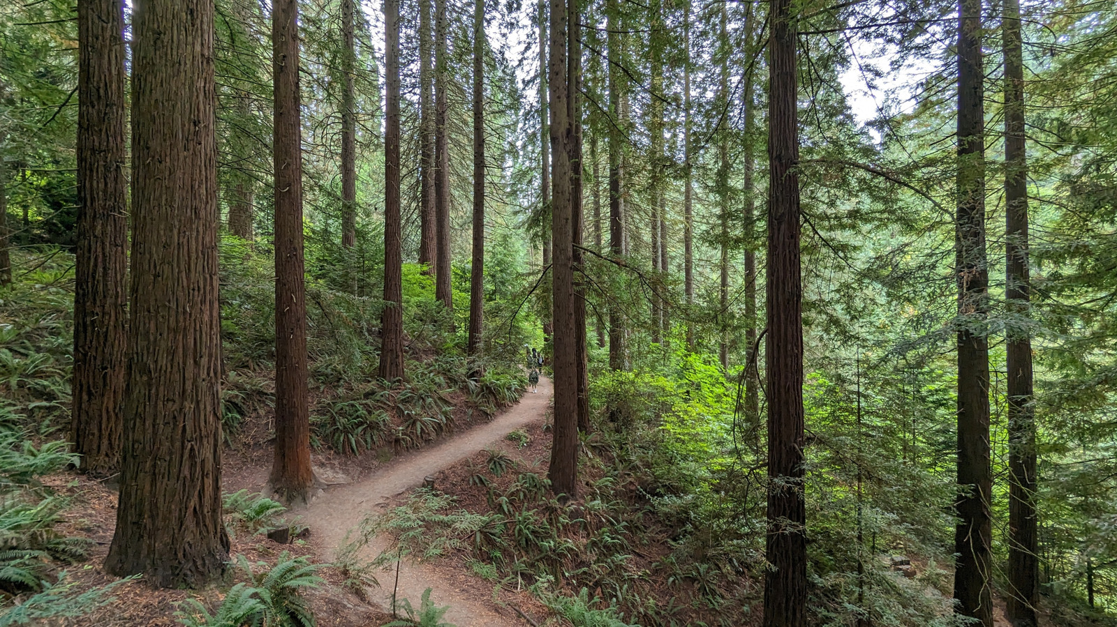 Portland, Oregon's 'Living Museum Of Trees' Is A Lush Cathedral Just ...