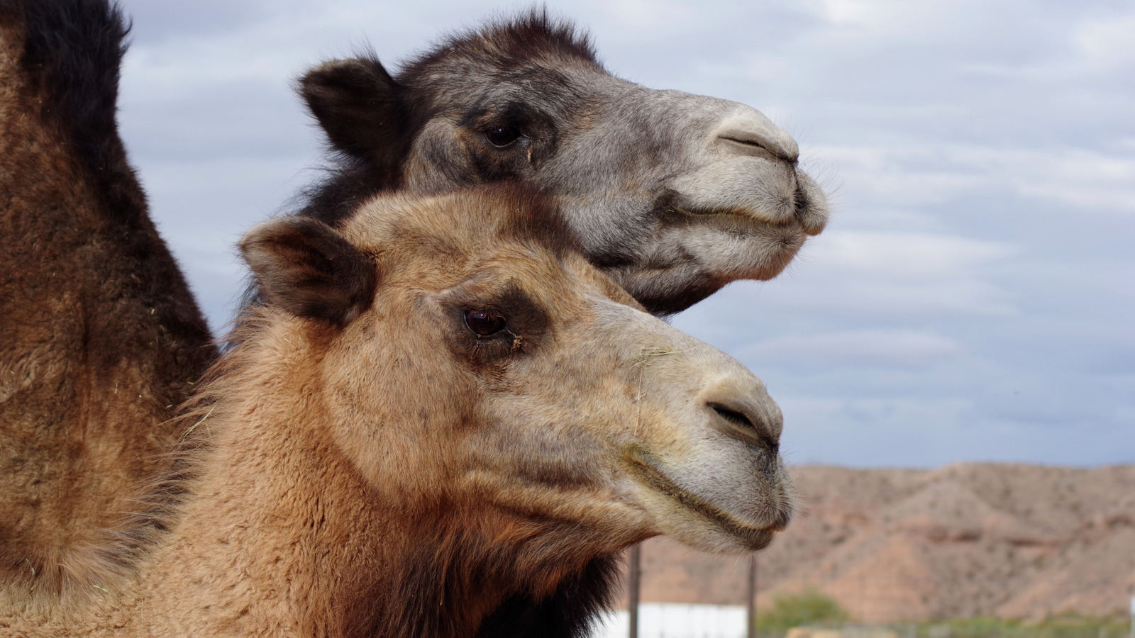 Ride A Camel On A Stunning Safari Only An Hour From The Las Vegas Strip