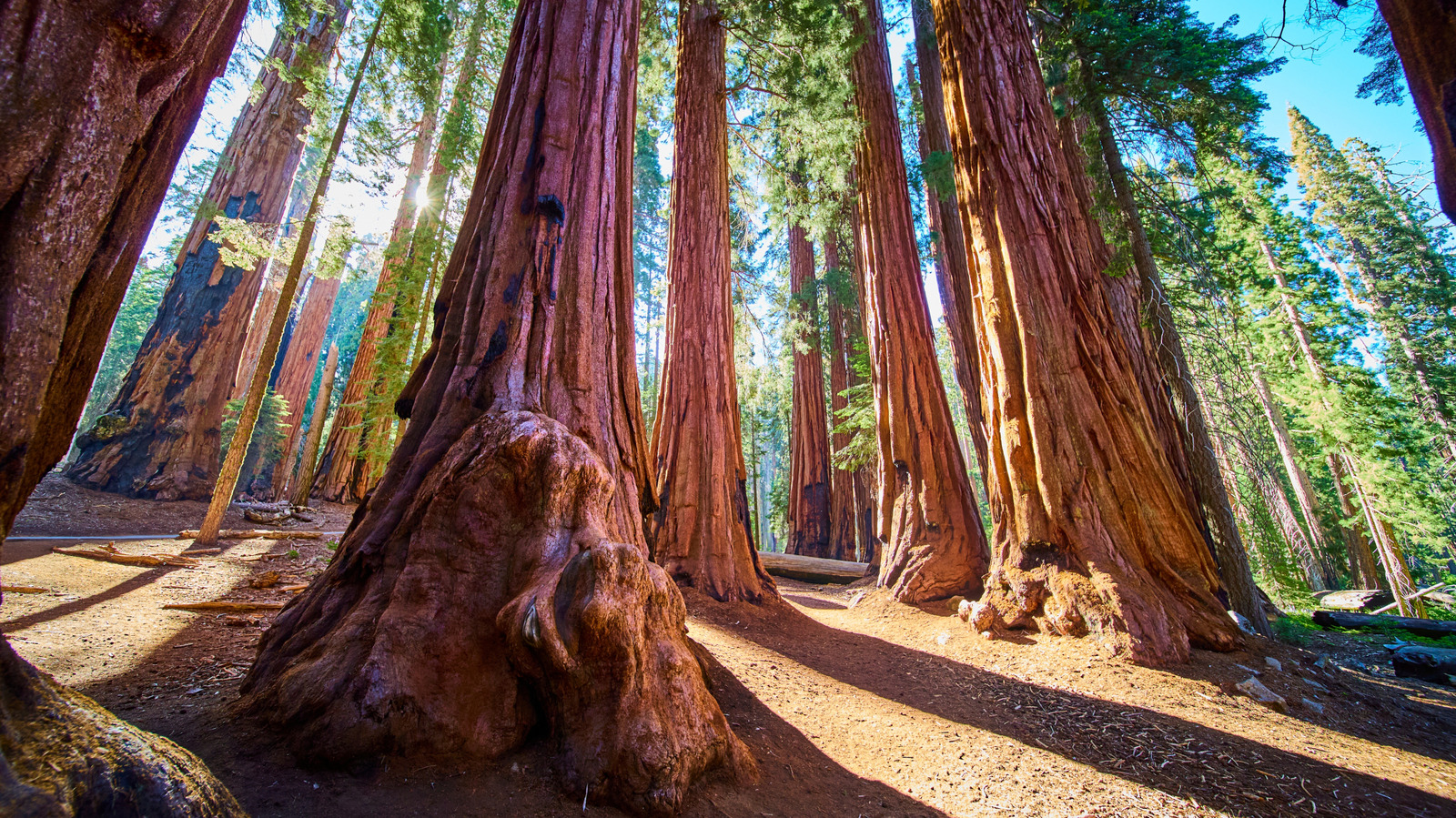 Sequoia National Park's Unique Wildlife Travelers Would Be Thrilled To Find