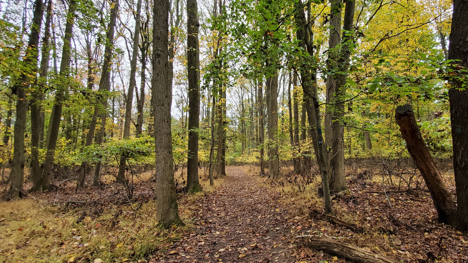 Situated On Staten Island Is An Underrated Wildlife Site With Woodland ...