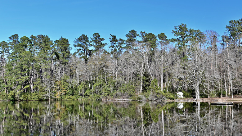 South Carolina's Hidden State Park Offers Clear-Water Fishing And ...