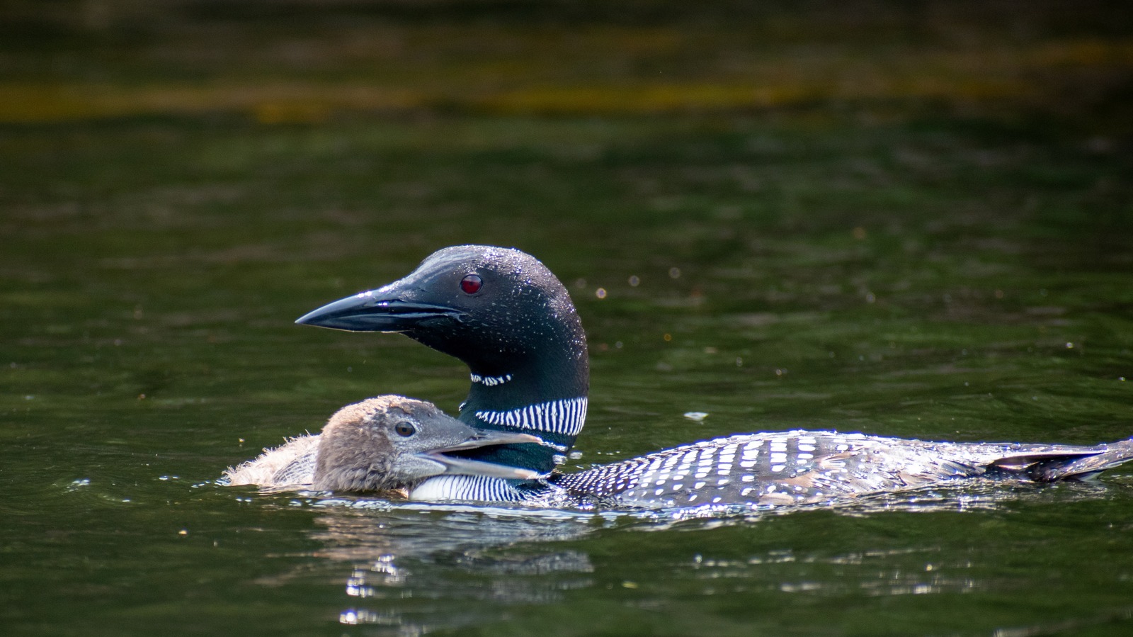 Spot Tons Of Wildlife At This Remote Minnesota Wilderness With Over ...