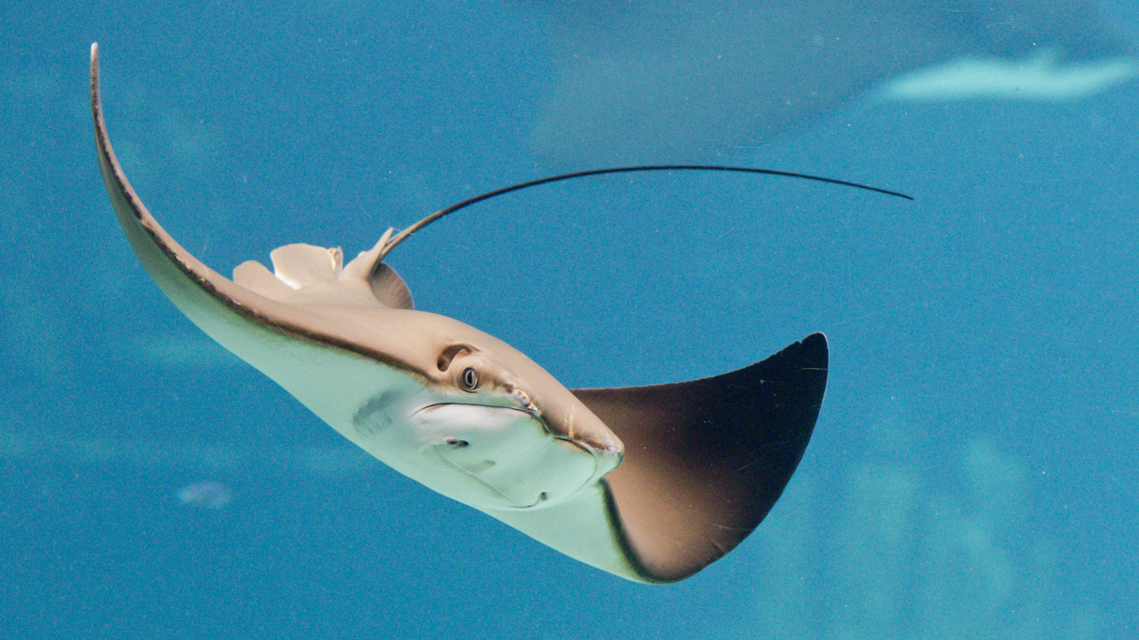Stingrays You Might See In Florida (And How To Avoid Them)