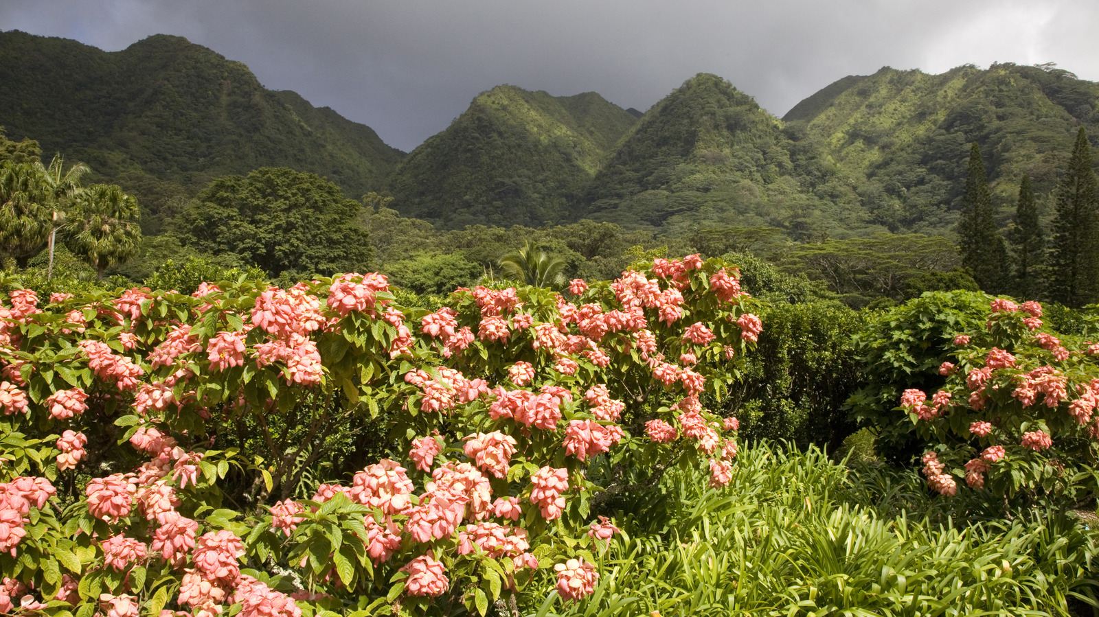 Surround Yourself In Giant, Vibrant Flora At Honolulu's Lyon Arboretum
