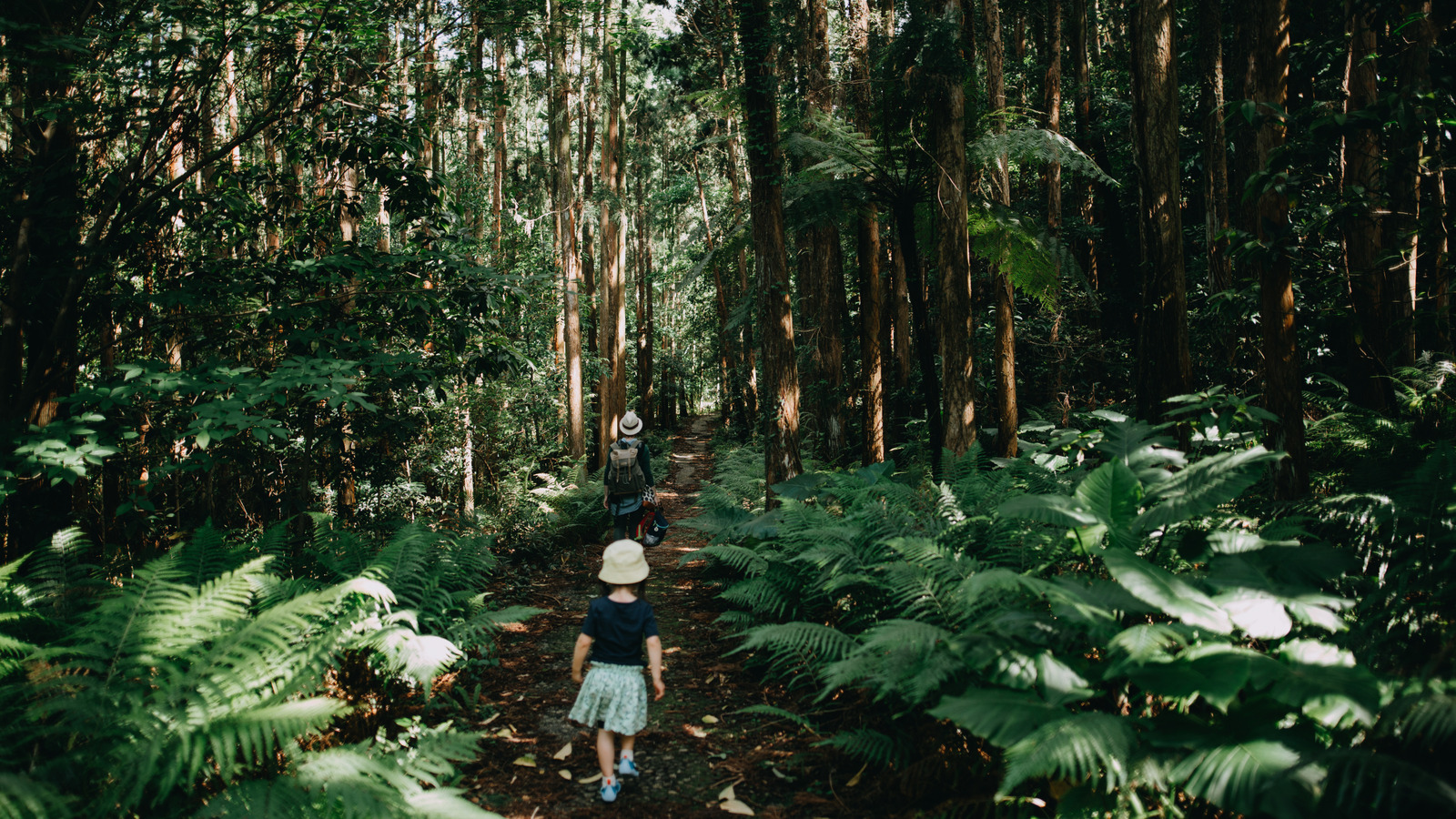 Swim With Rare Sea Turtles And Wander A Mountain Fairy Forest On This ...