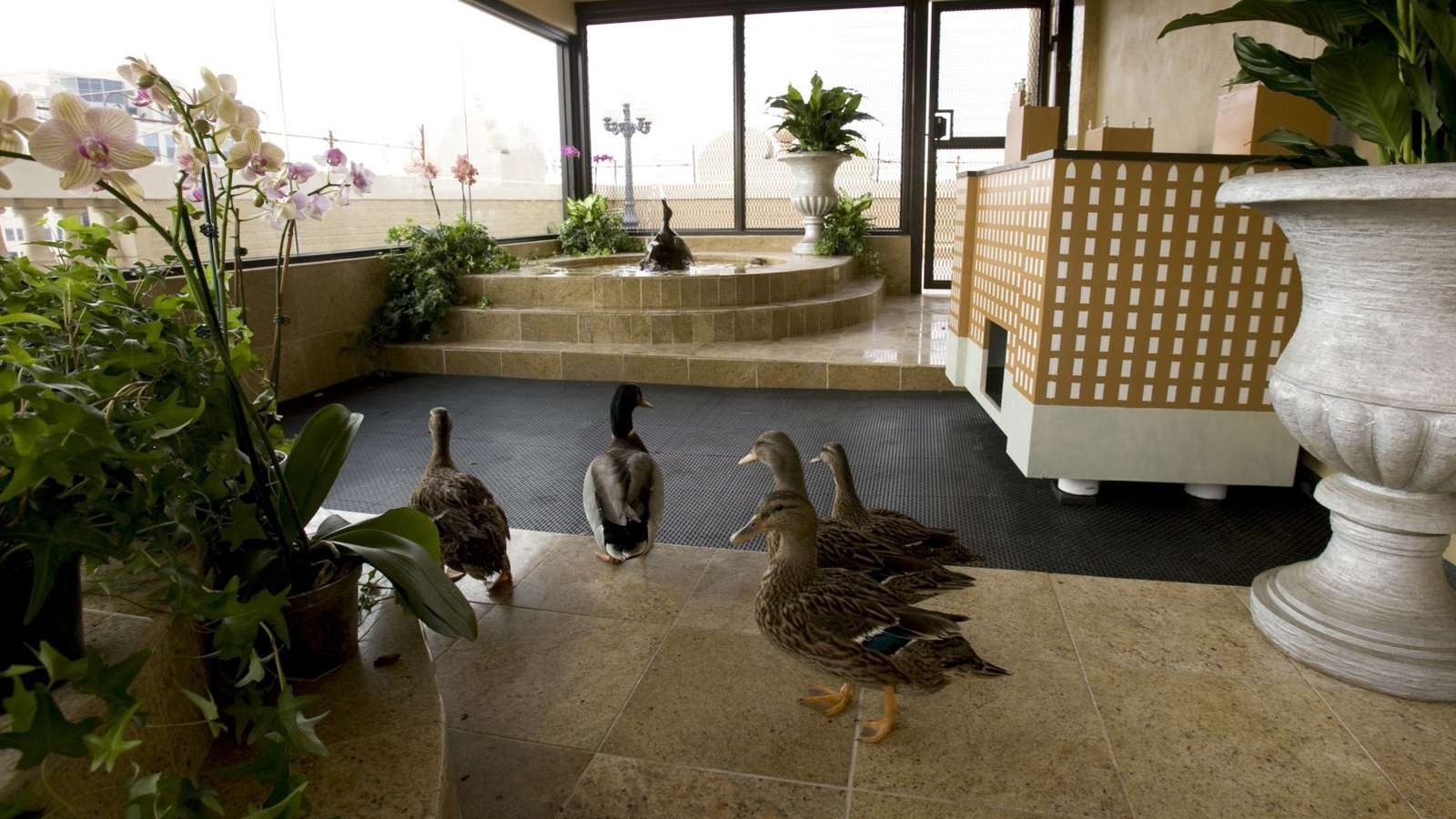 A Tennessee Gem Called The 'South's Grand Hotel' Is Famed For Ducks And ...