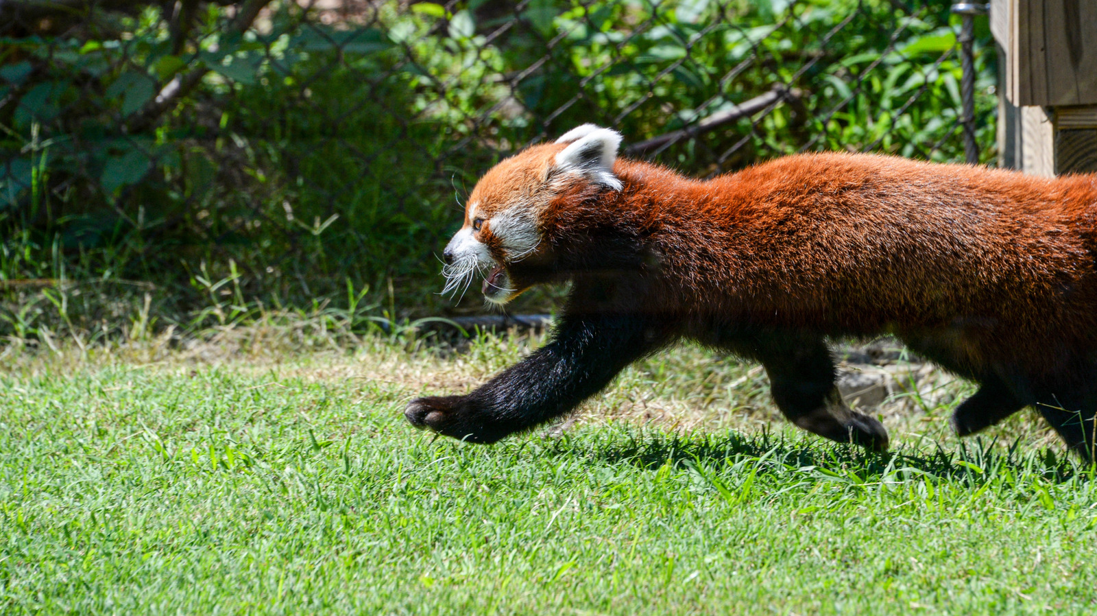 Tennessee's Award-Winning Zoo Stands Out With The Largest Indoor Red Panda Sanctuary In America