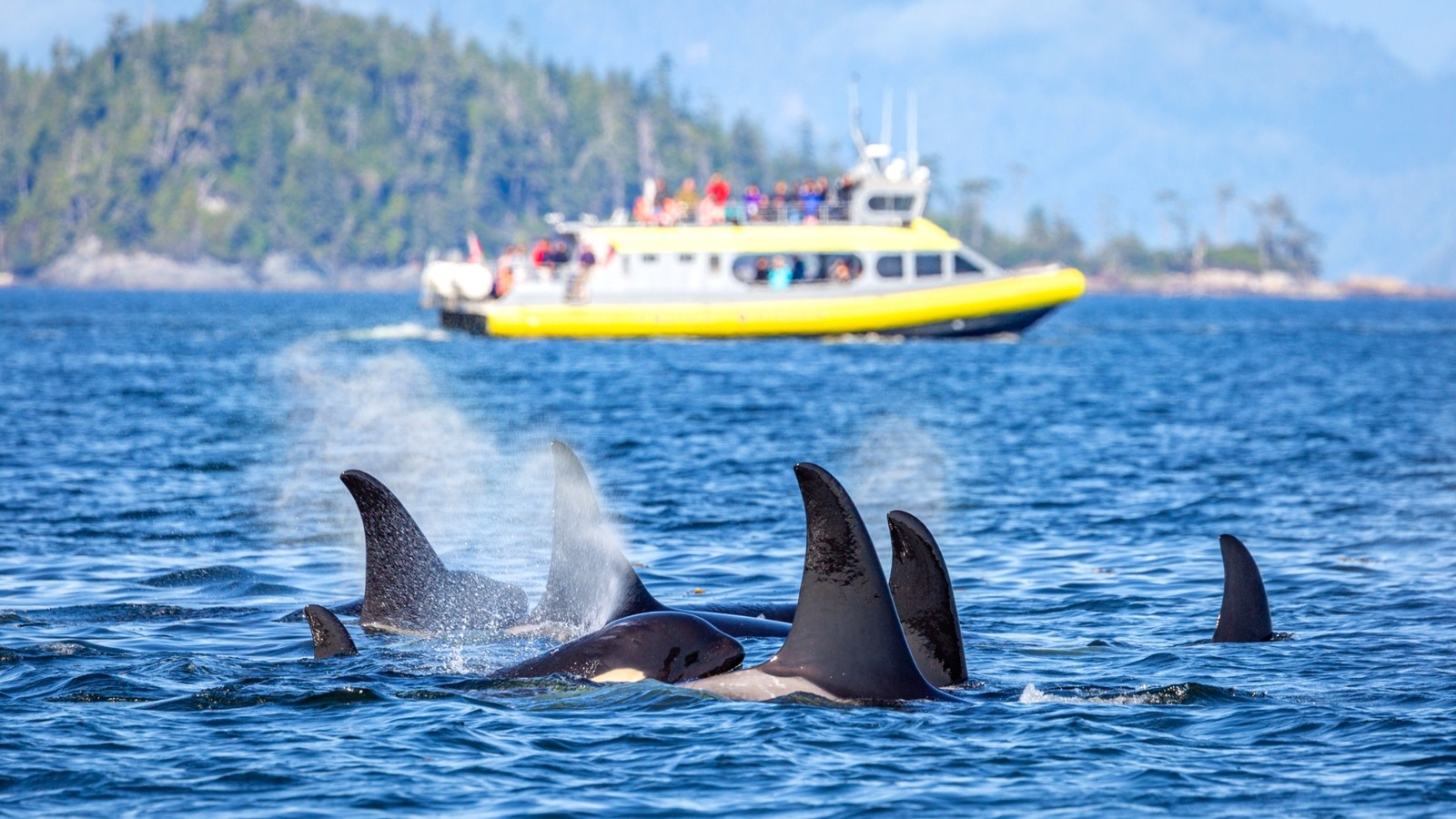 The 5 Best Destinations On The Washington Coast To See Orcas In Action