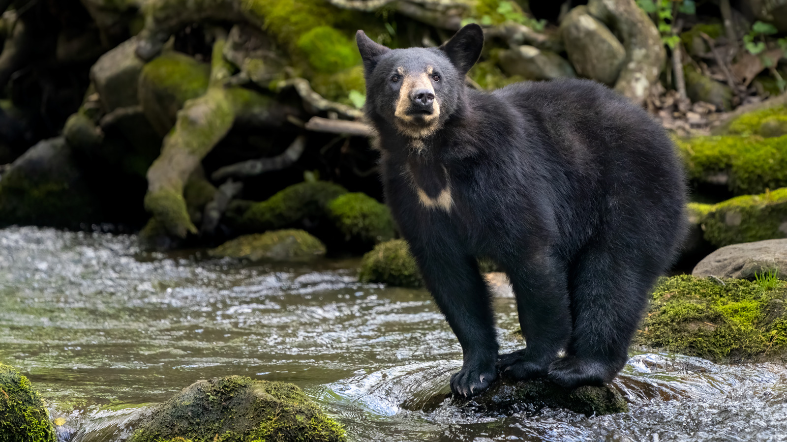 The 5 Best Destinations To Spot Wildlife In Great Smoky Mountains ...