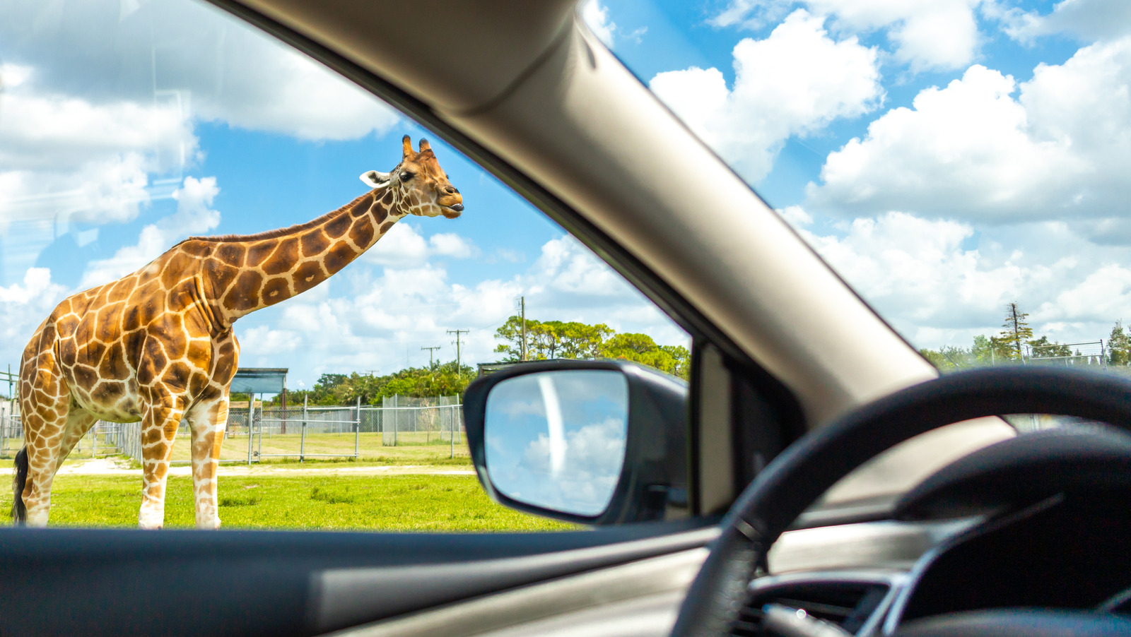 The 5 Best Drive-Through Zoo Experiences In America, According To Reviews