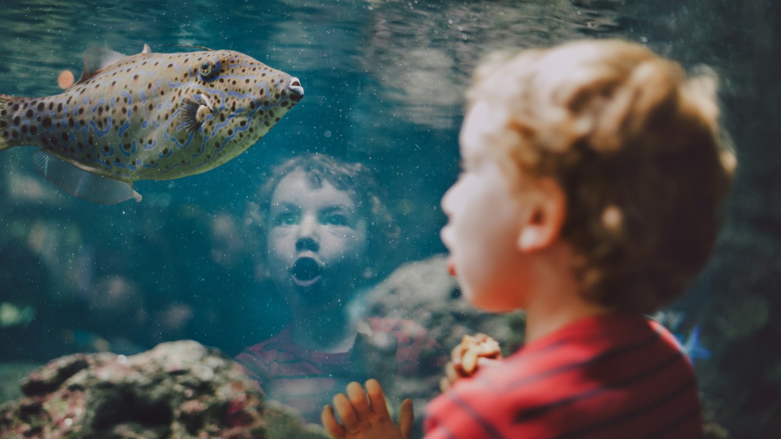 The 5 Best Interactive Aquarium Exhibits In America, According To Reviews