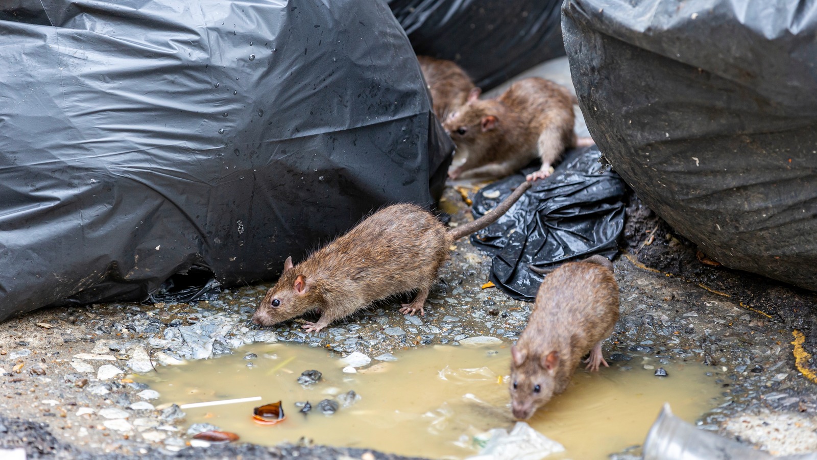 The 5 Most Rodent-Infested Cities In America