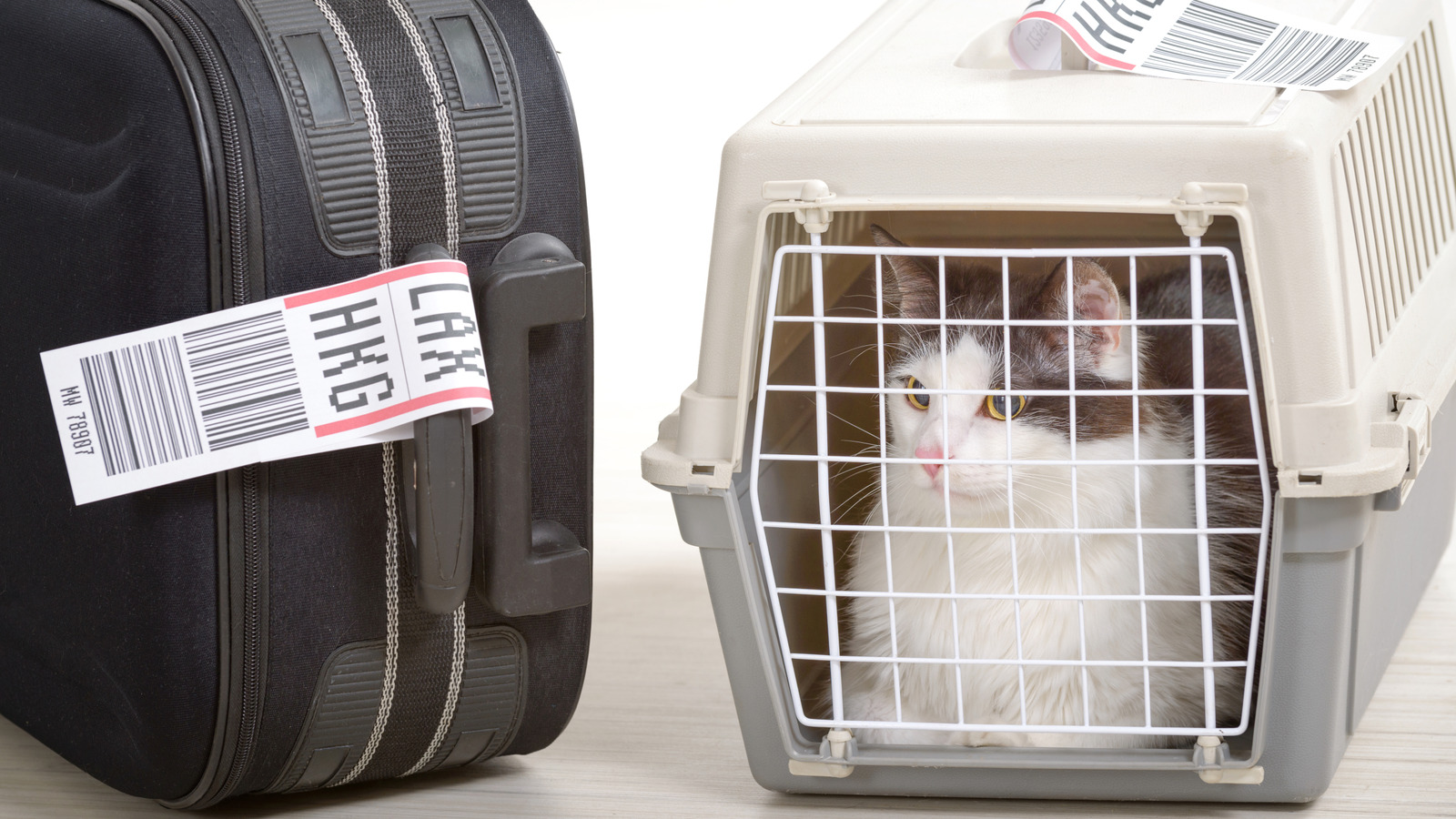 The Airline You Might Want To Avoid If You're Flying With A Cat