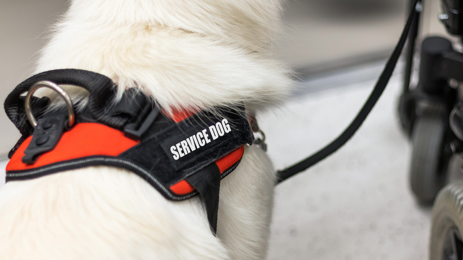 The Best Way To Navigate TSA With Your Service Animal