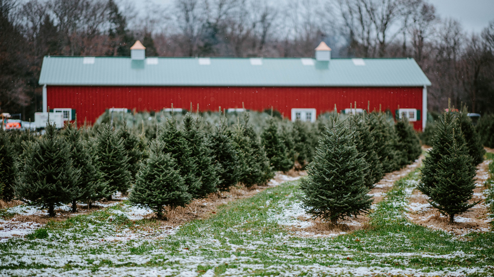 The 'Christmas Tree Capital Of The World' Is A Charming Pittsburgh Borough