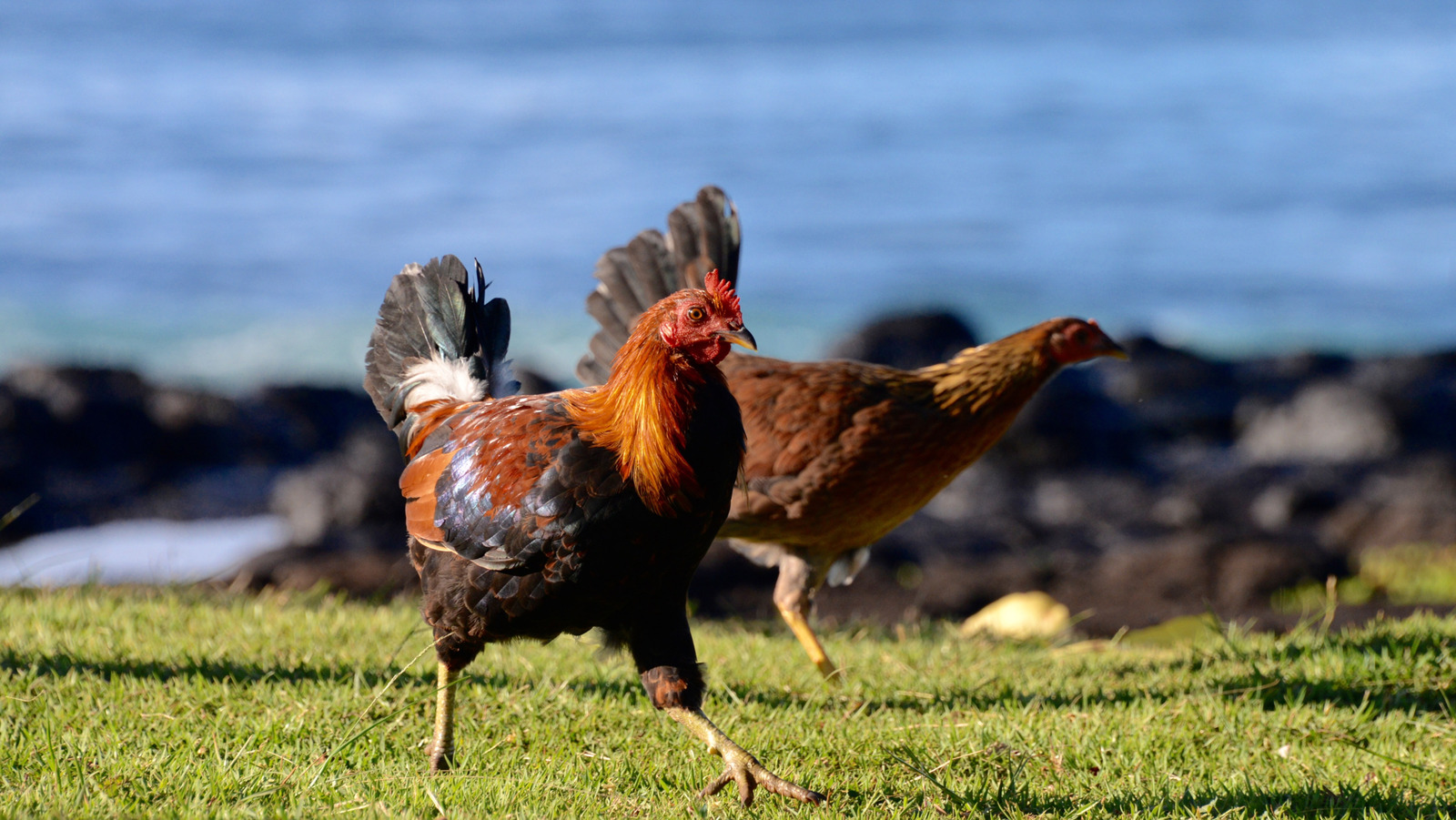 The Extremely Popular Hawaiian Island Whose Chicken Population ...
