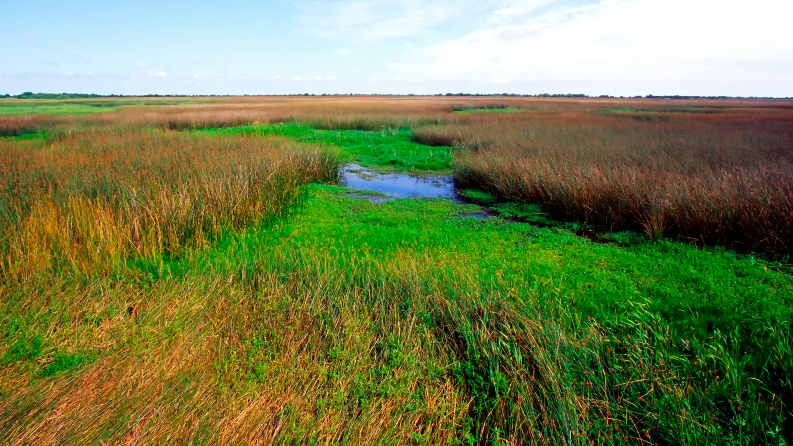 The Gulf Of Mexico's Largest Coastal Marsh Refuge Is An Unmatched Haven ...