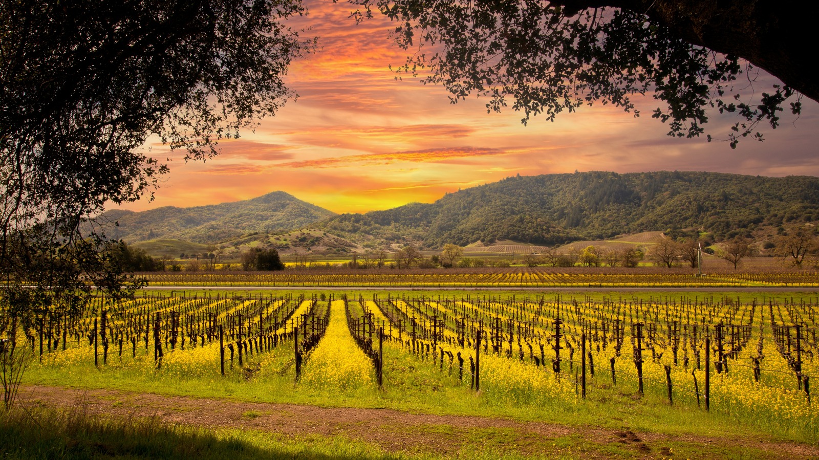 Napa Transports You To Tuscany Without A Transatlantic Flight