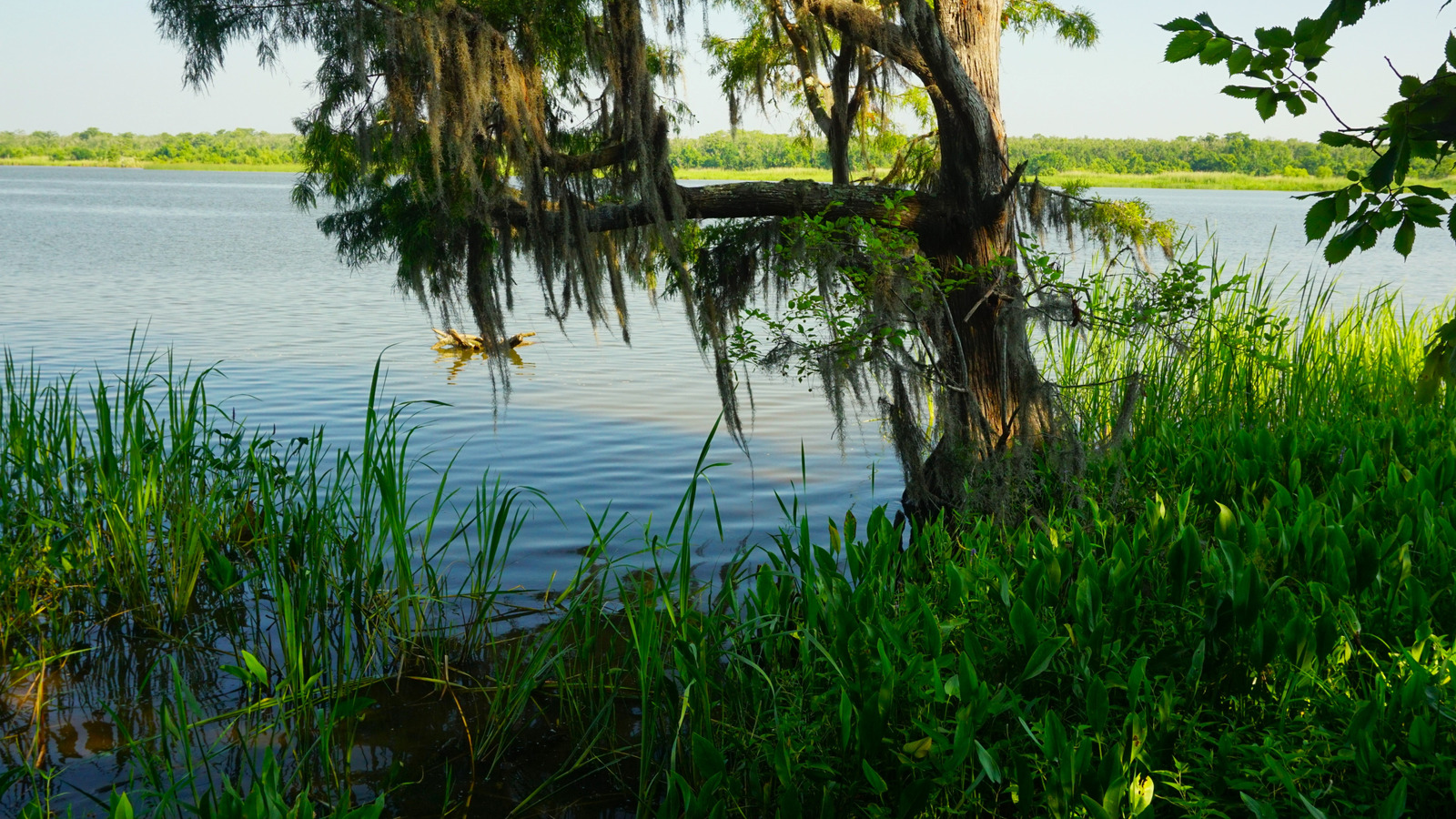 The Money-Saving Hack To Explore The Best Of Alabama's Gorgeous Gulf ...