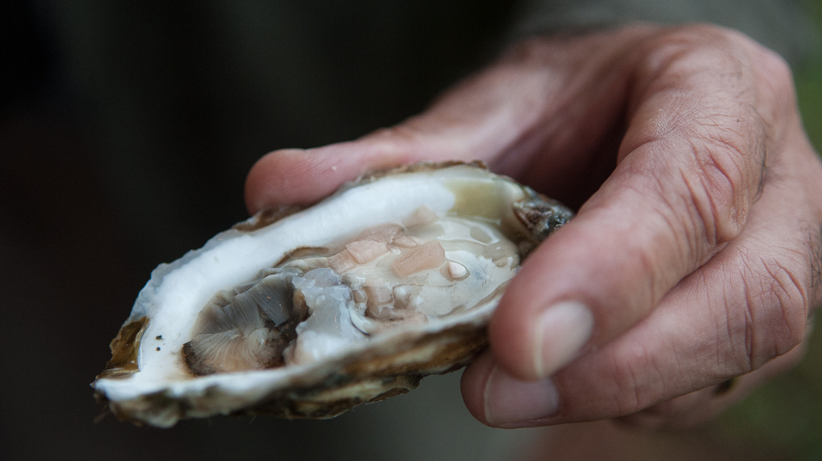 The 'Oyster Capital Of The East Coast' Is A Scenic State With Unmatched ...