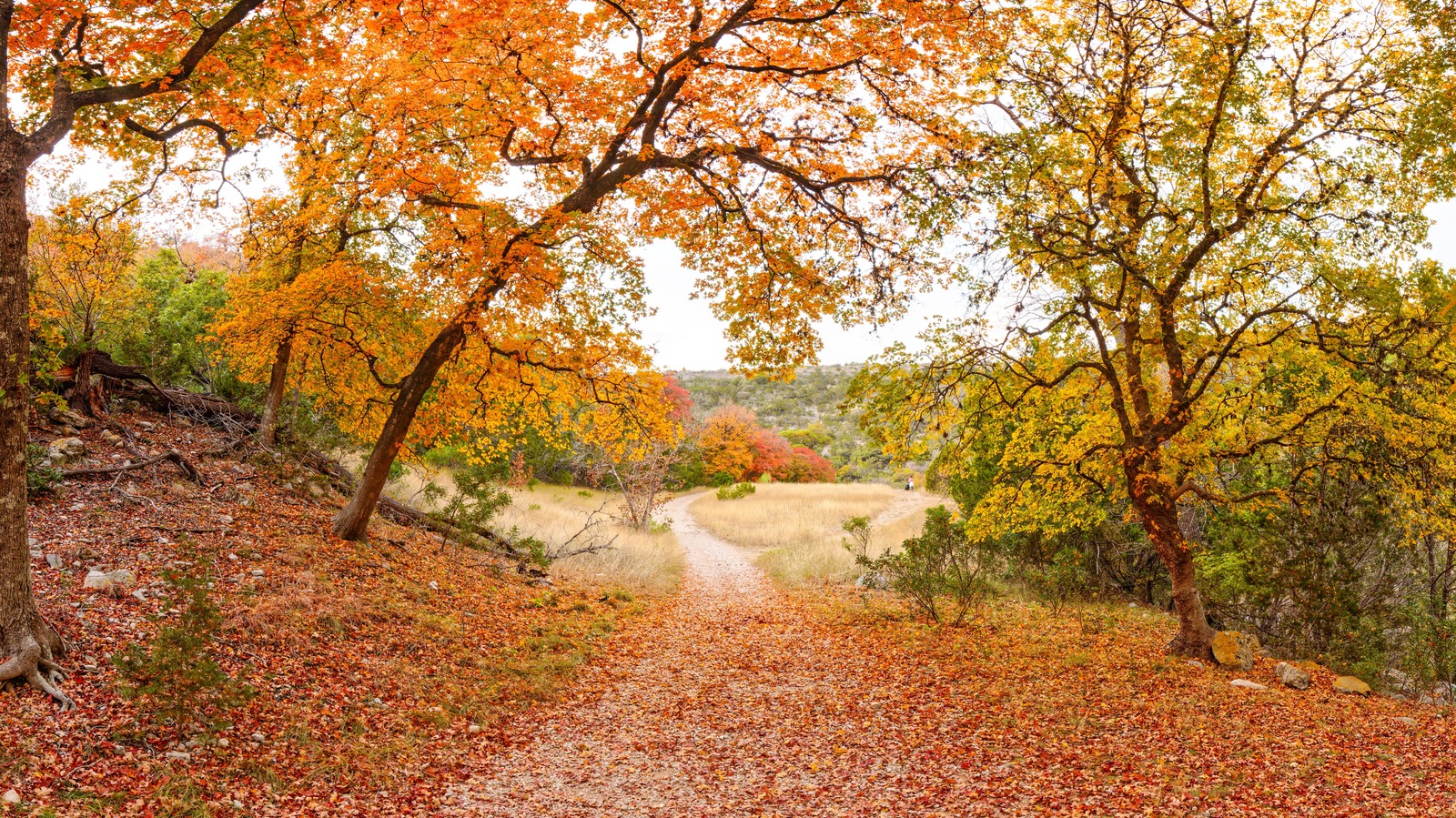 Texas Fall Foliage Report