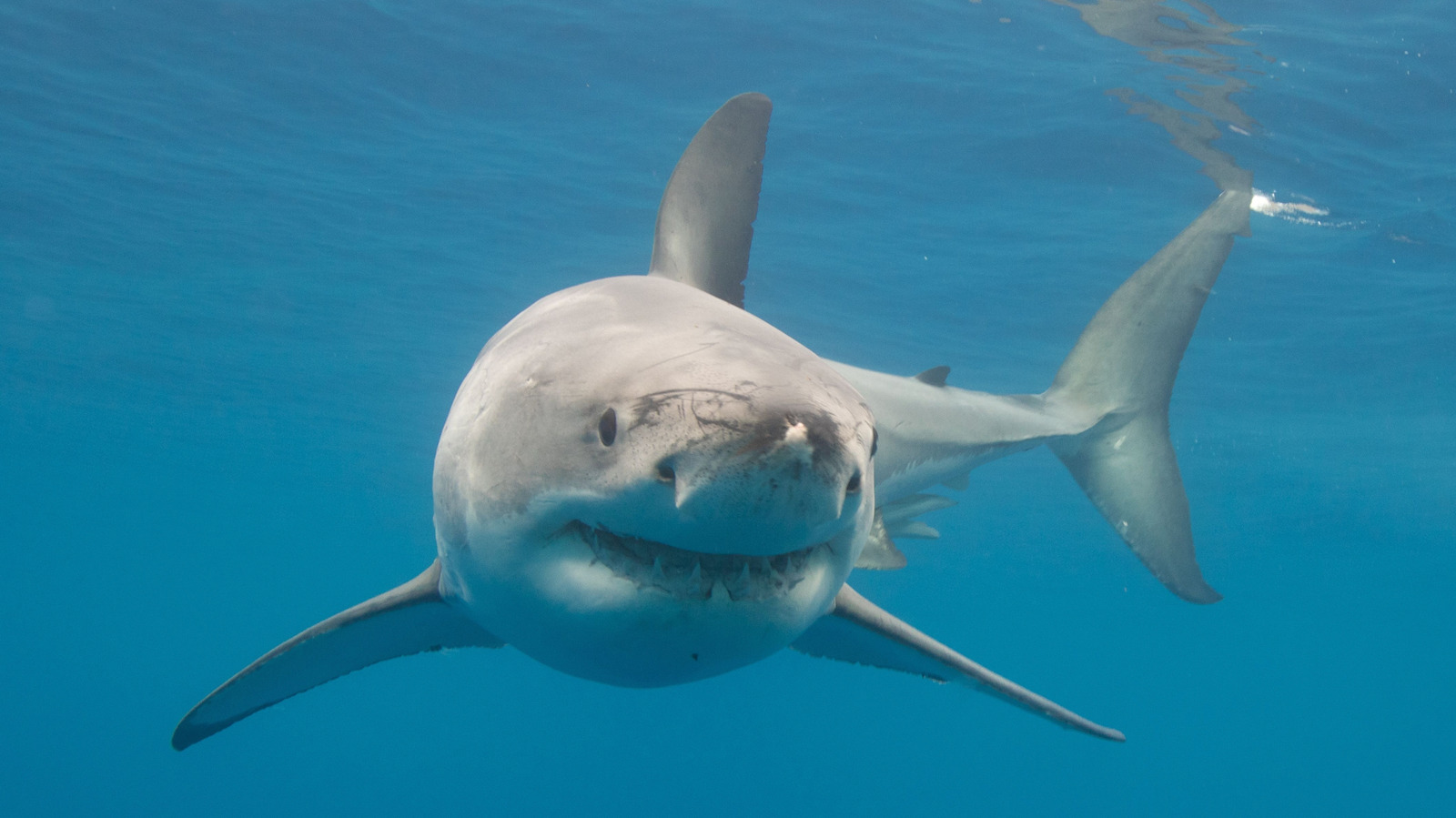 The Troubling Reason California's Great White Shark Population ...