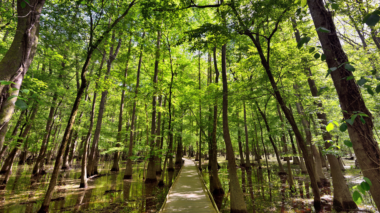 The Uncrowded National Park In South Carolina Hiding One Of The World's ...