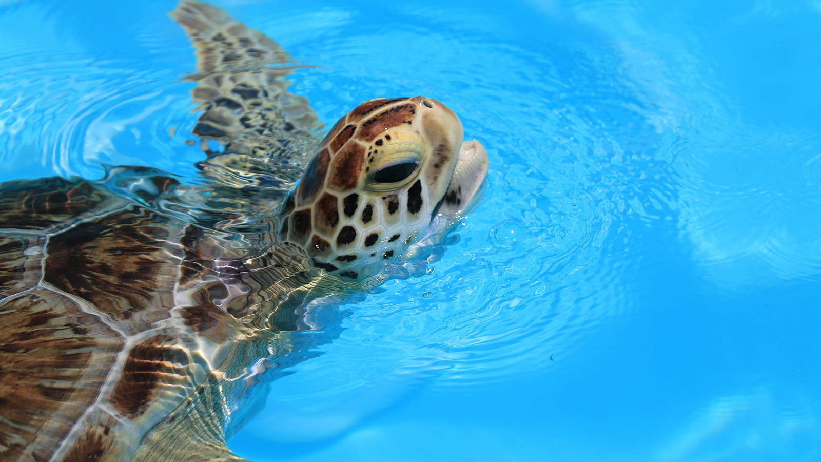 The Wholesome Florida Keys Rescue Center That Helps Injured Turtles And ...