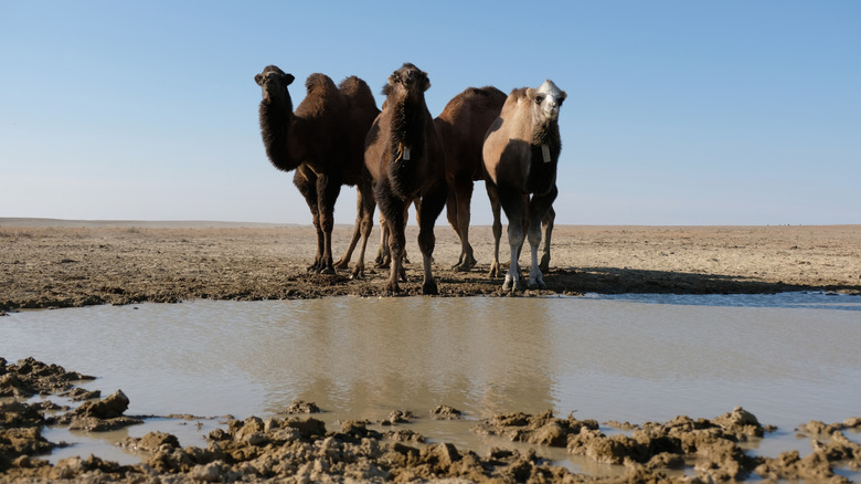 The World's Former Fourth-Largest Lake Is Now A Mostly Dried-Up Desert ...