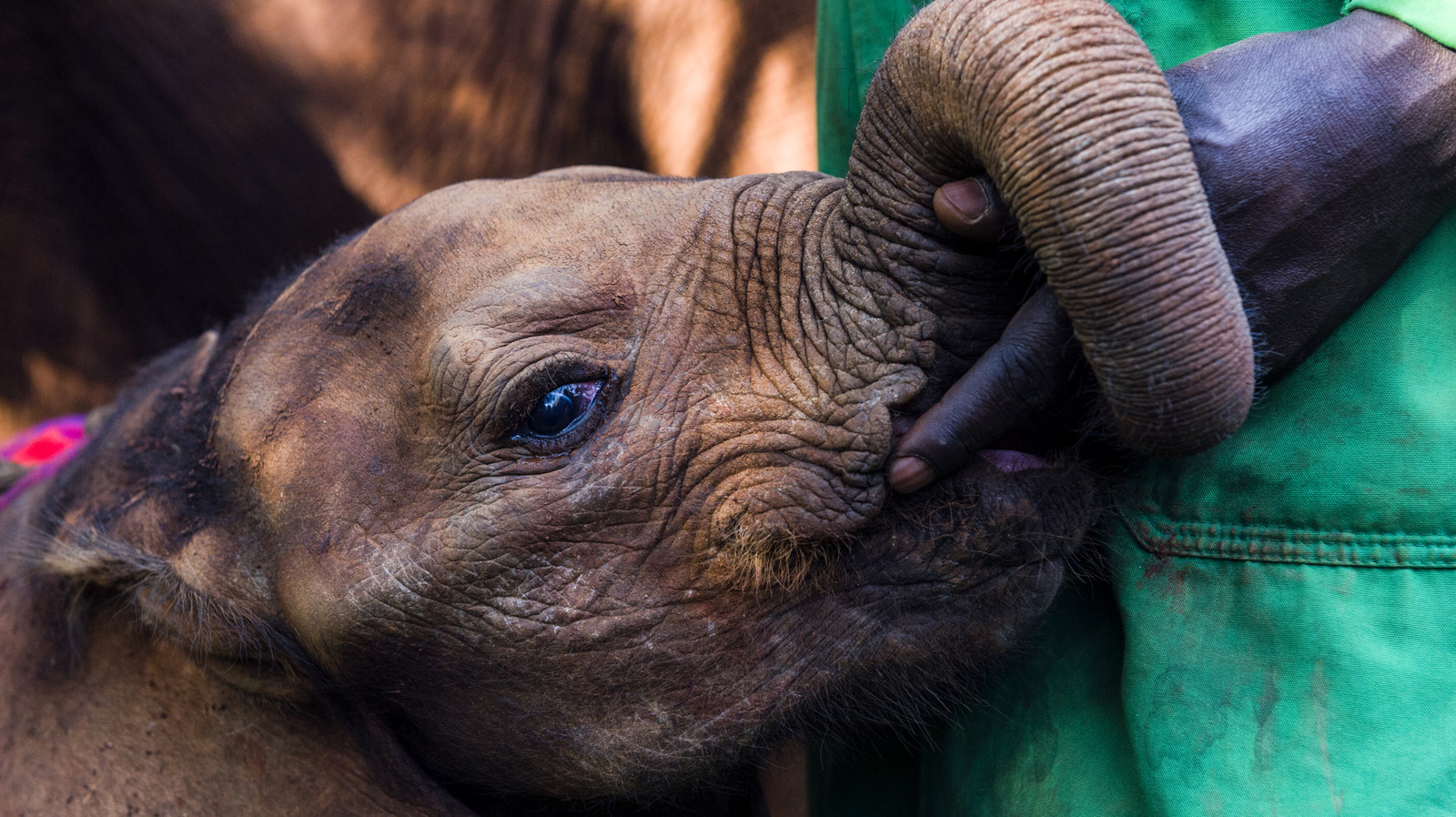 The Zimbabwe Elephant Center That Lets Visitors Get Hands-On With ...