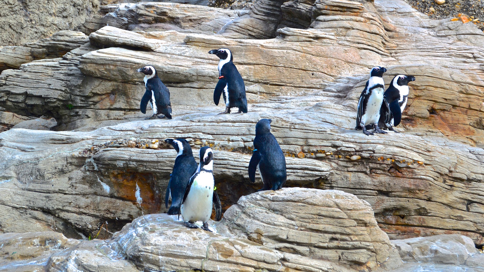 These Are The 5 Best Zoos To See Penguins, According To Visitors