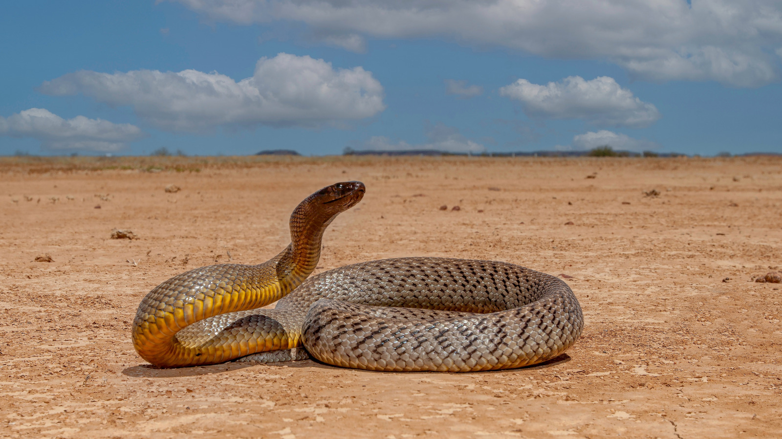 These Snake-Filled Lakes And Rivers In Australia's Queensland Are Not ...
