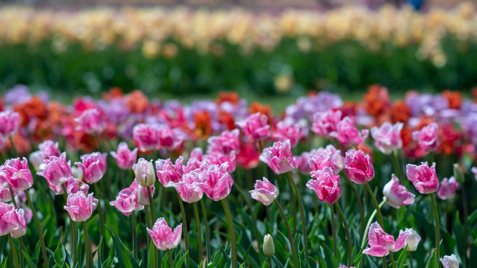 This Breathtaking Dutch-Inspired Flower Farm In New Jersey Is A Spring ...