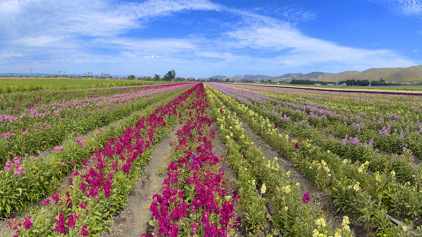 This Charming City In California Is Known For Its Expansive Flower ...