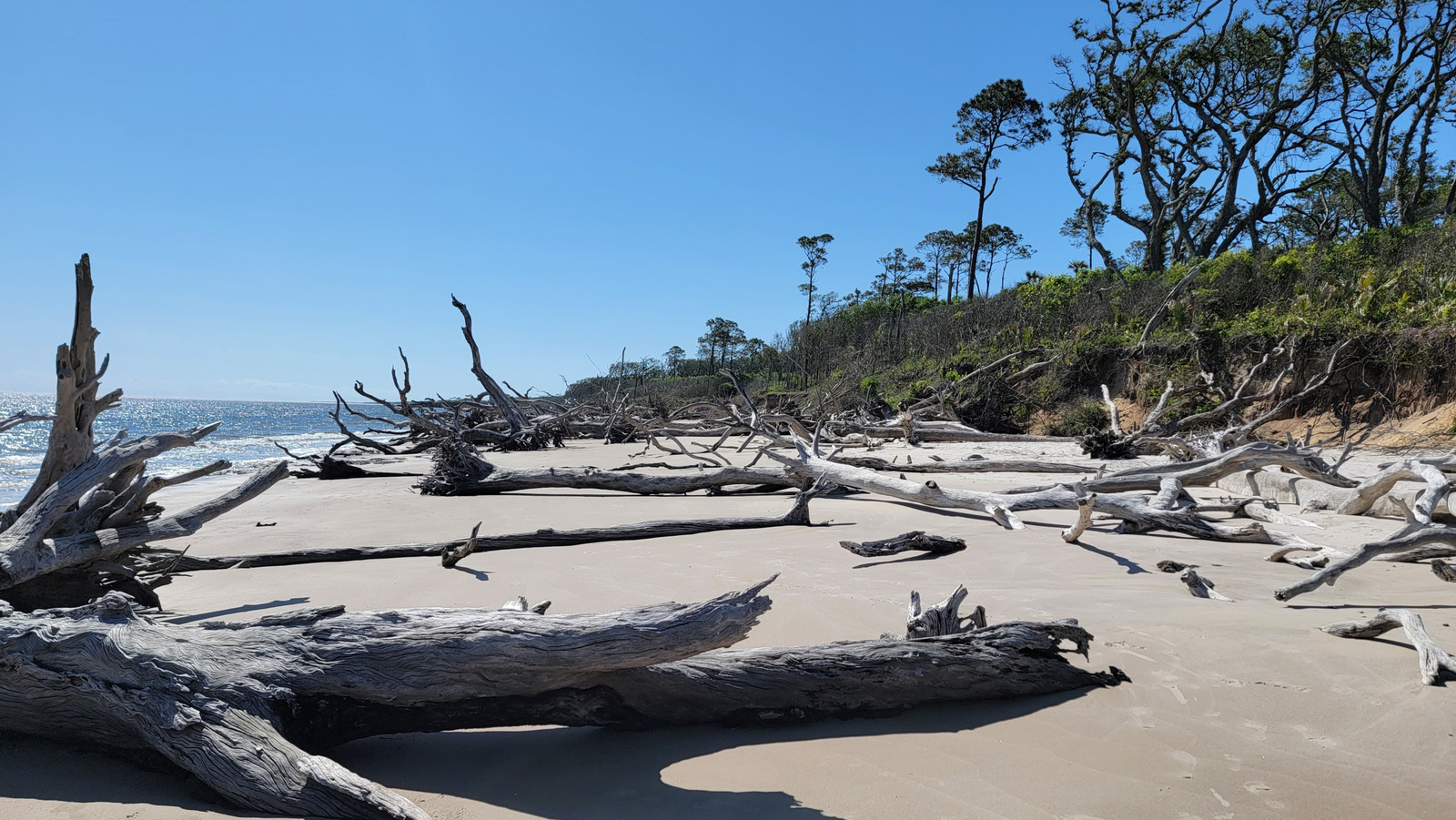 This Hidden Florida Beach Is A Photographer's Dream With Its Driftwood ...