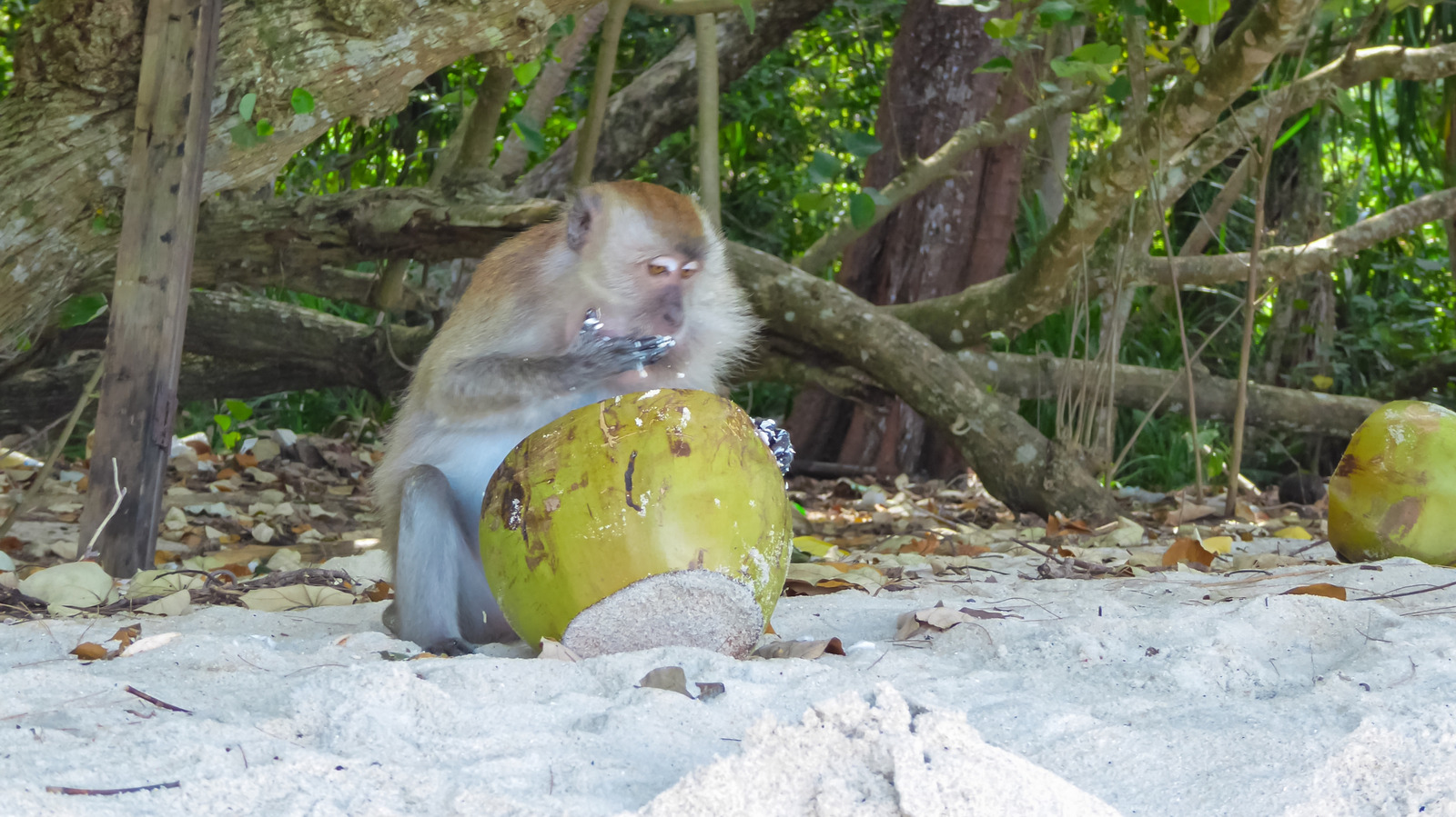 This Mysterious Island In South Carolina Is Filled With Wild Primates ...