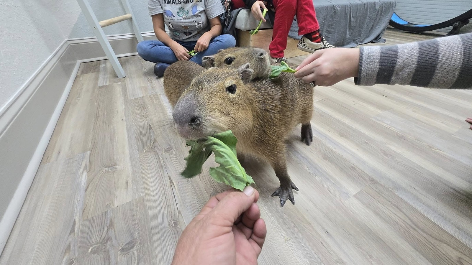 This Trendy Northern Florida Café On The Coast Lets Visitors Snuggle With Capybaras (And It's ...