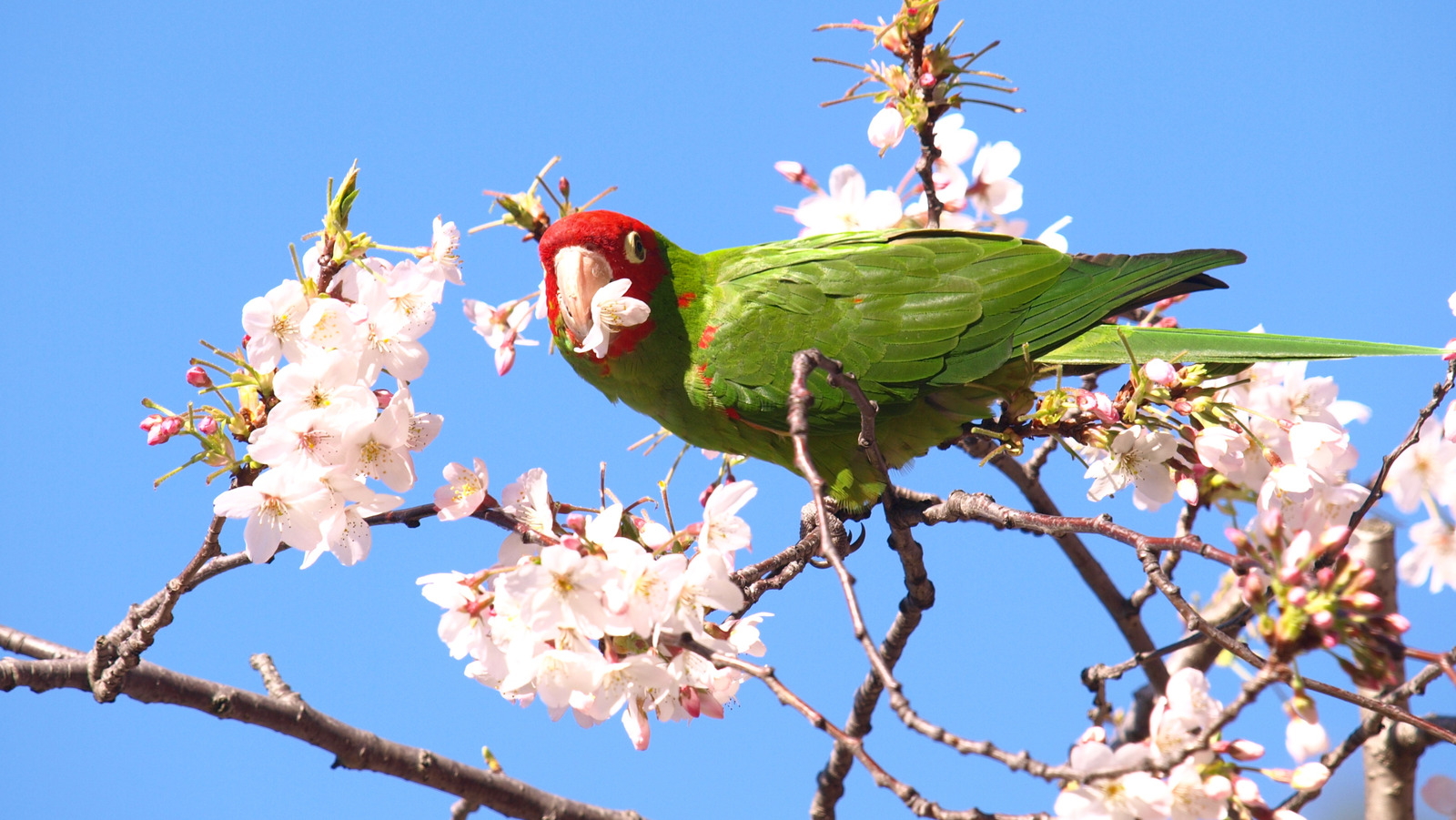 This West Coast City's Wild Parrots Are An Unlikely Tourist Attraction ...