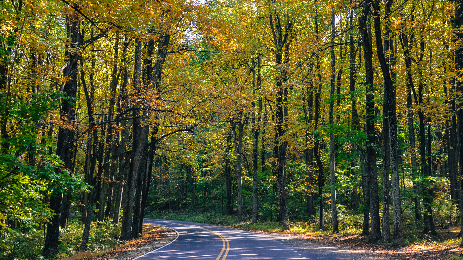 Skyline Drive Is Virginia's Best Road For Seeing Gorgeous Fall Foliage