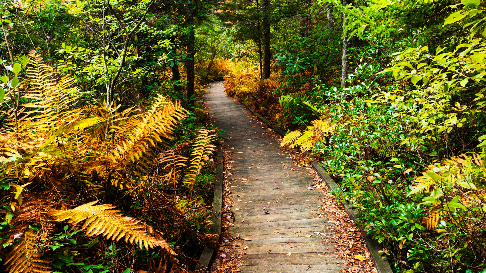 West Virginia's Largest Bog Is A Botanical Area Mimicking The Terrain ...