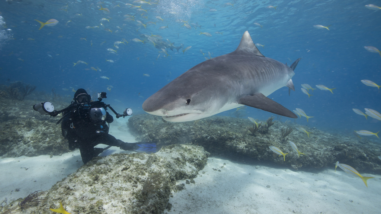 Why Making Eye Contact With A Shark May Help You Stay Safe On Your Next ...