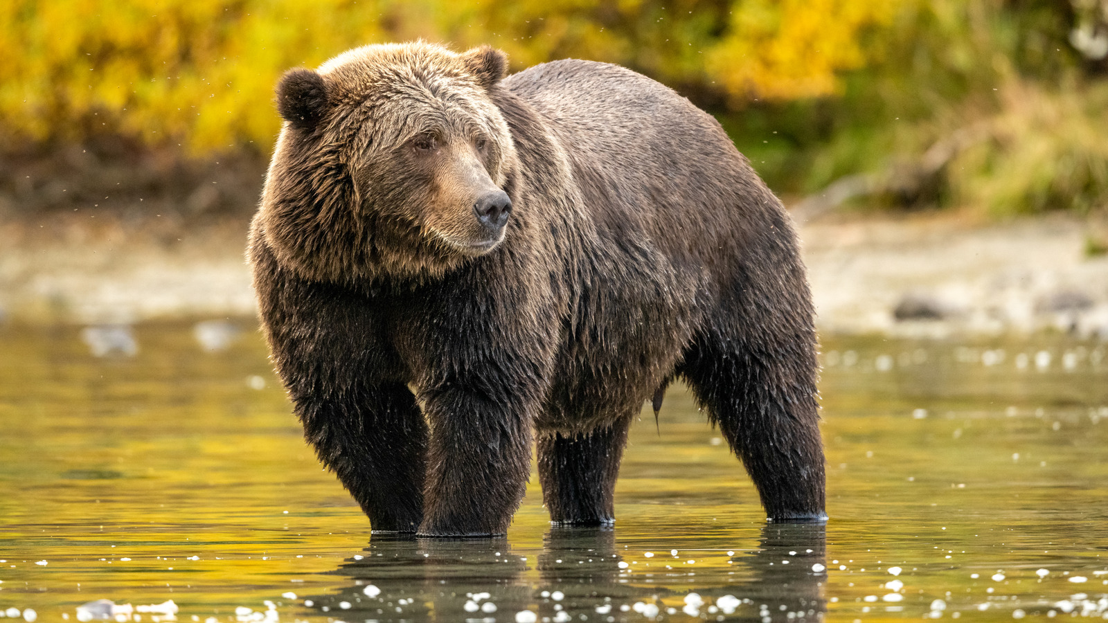 Why You Should Avoid Dropping Your Backpack If You Encounter A Bear ...