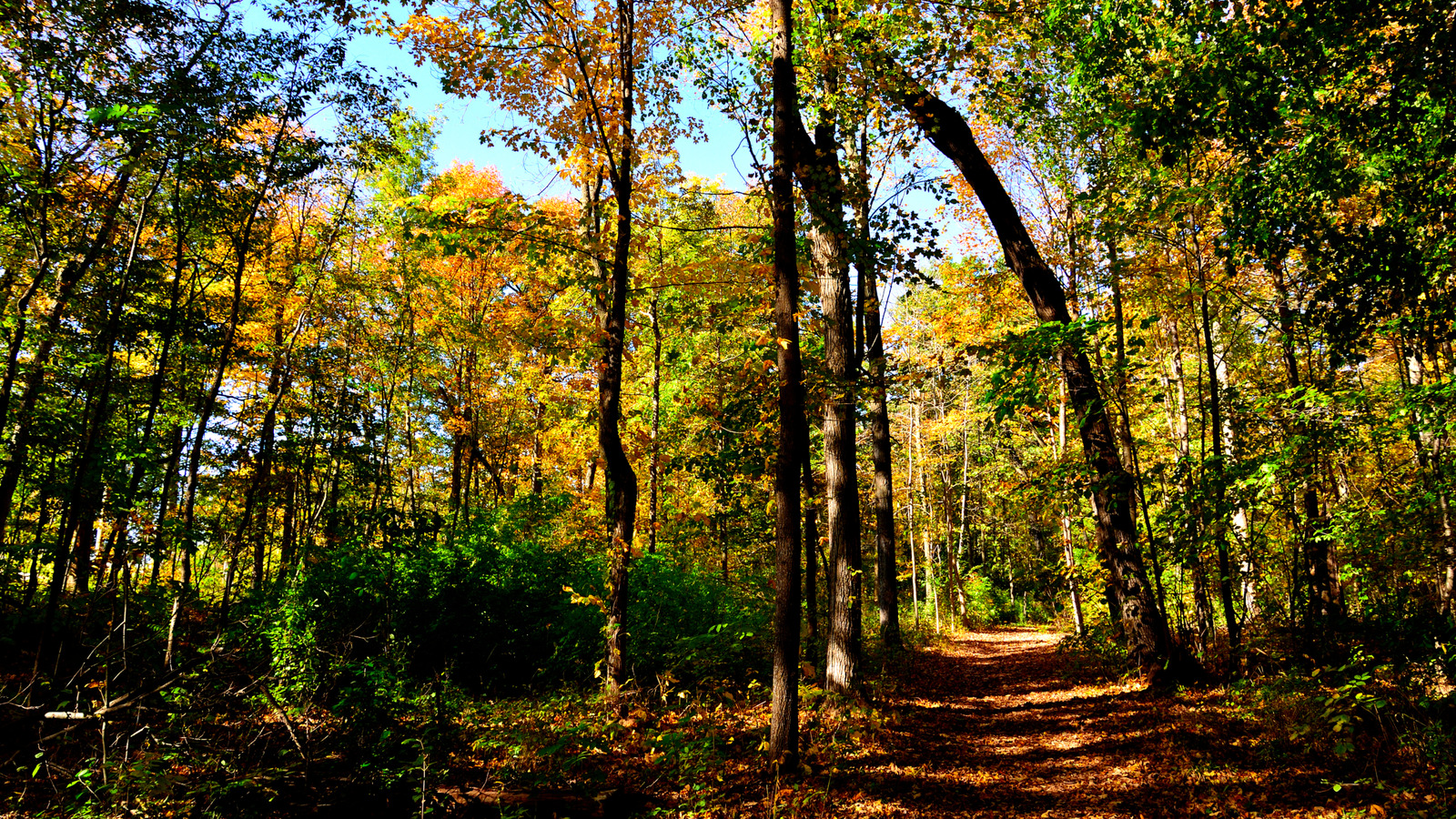 Wisconsin's Scenic Hardwood Forest Has Sledding, A Beer Garden, And ...