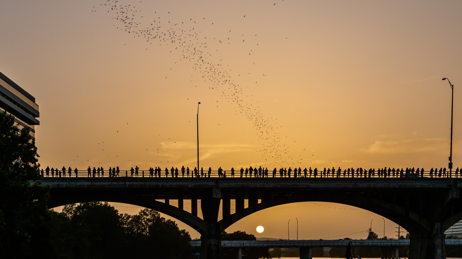 Witness America's Largest Urban Bat Colony With Serene Sunset Views At ...