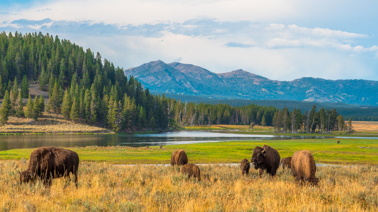 Yellowstone's Newest Tour Opening In 2027 Explores Unique Wildlife With ...